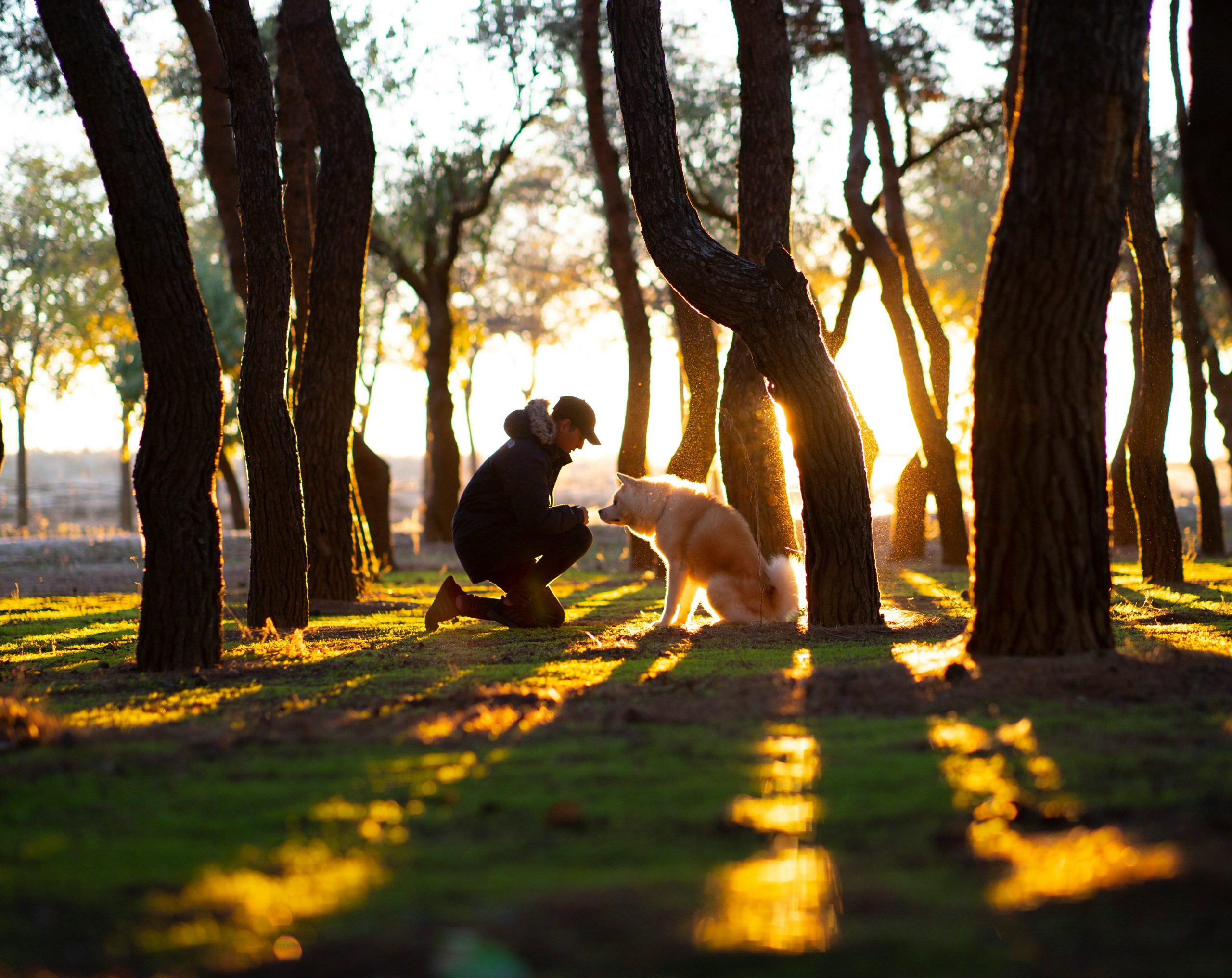 Emotional Wellness Tips – Animal Assisted Counseling Of North West Indiana